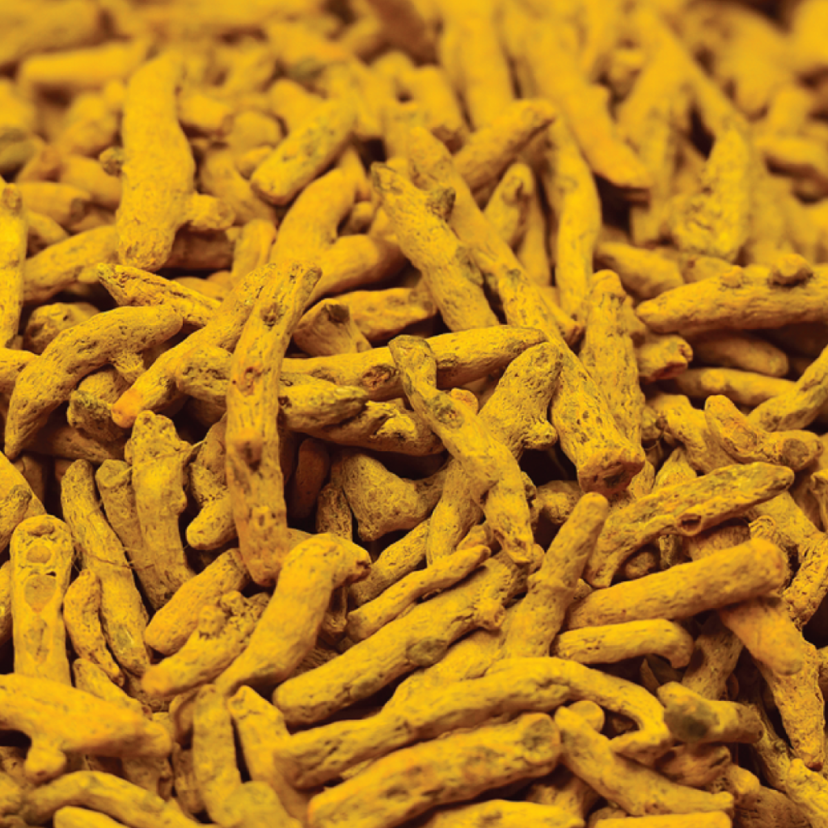 Turmeric Fingers ( હળદર ના ગાંઠિયા ) | Sattvagun Foods